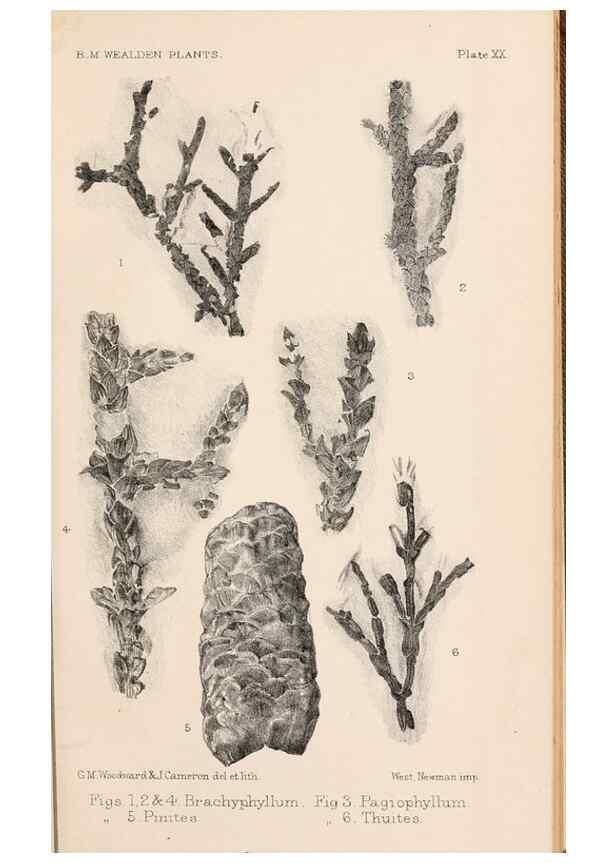 Mesozoic Plants