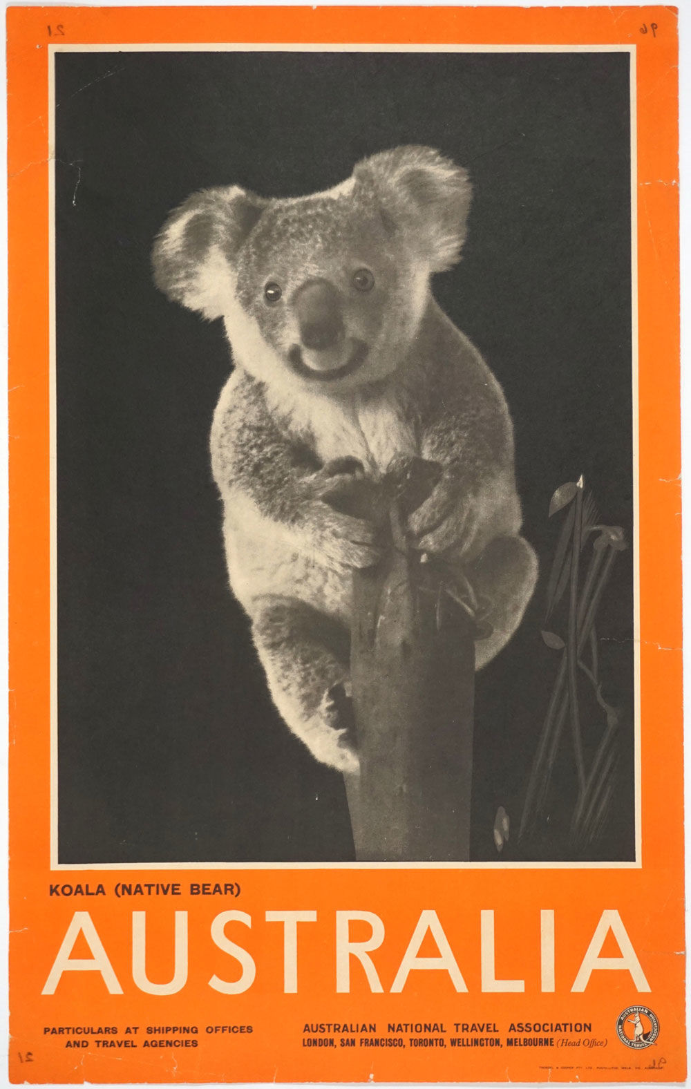 'Koala (native bear) Australia'. Photolithograph travel poster by ...