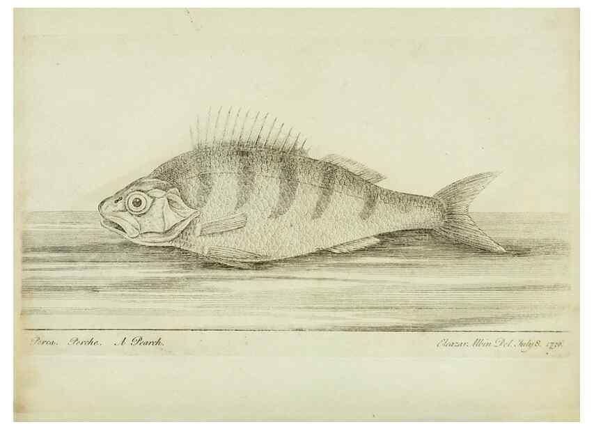 Reproducción/Reproduction 49680602751: The history of esculent fish ...