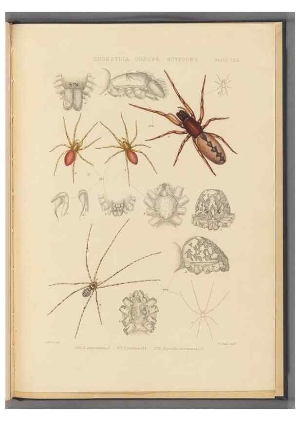 Reproducción/Reproduction 49642889743: A history of the spiders of ...