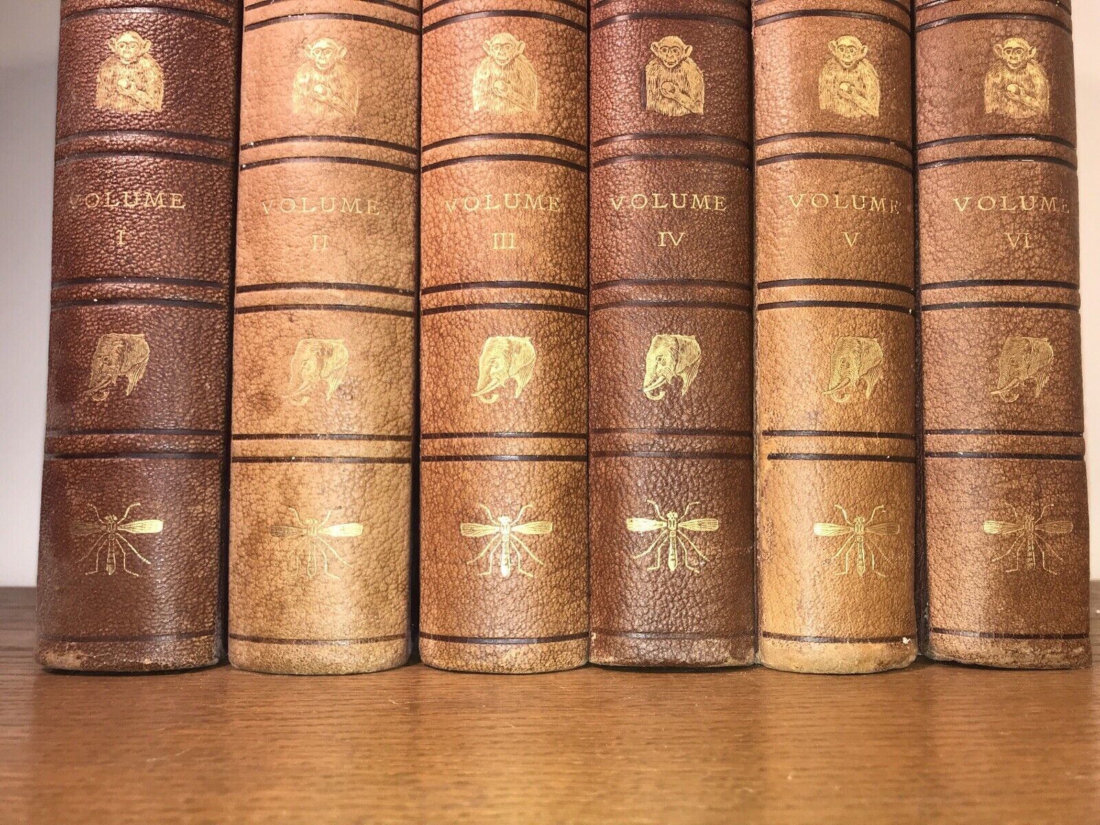 LEATHER Set;ENCYCLOPEDIA MASSIVE LIBRARY OF NATURAL HISTORY! plates ...
