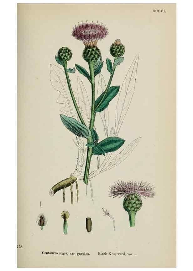 Reproducción/Reproduction 48717750521: English botany, or, Coloured ...