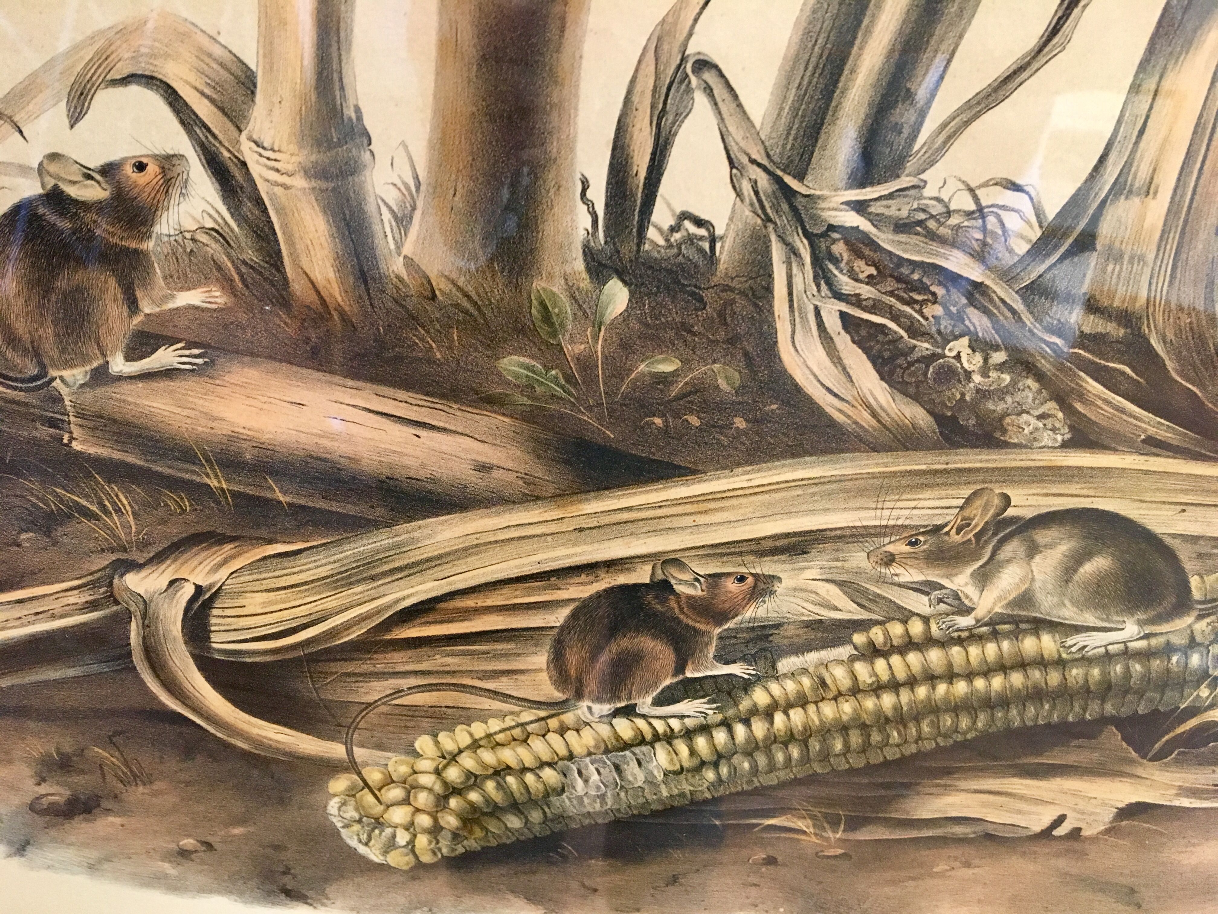 Plate LXV Little Harvest Mouse. Mus Minimus, Aud. & Bach. Males ...