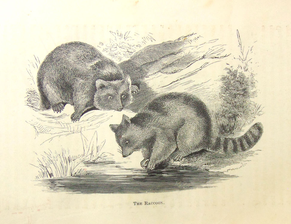 BIBLIO | The Trapper's Guide; a Manual of Instructions for Capturing ...