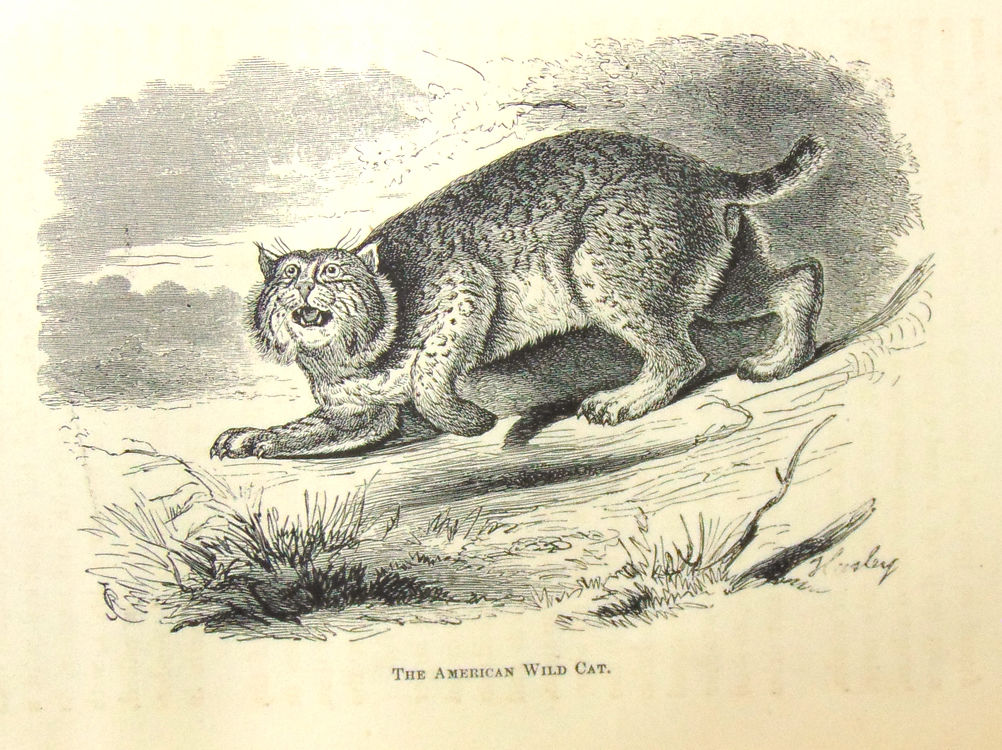 BIBLIO | The Trapper's Guide; a Manual of Instructions for Capturing ...