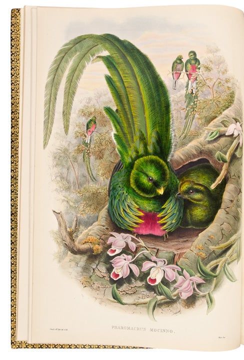 A Monograph of the Trogonidae, or Family of Trogons by GOULD, John ...