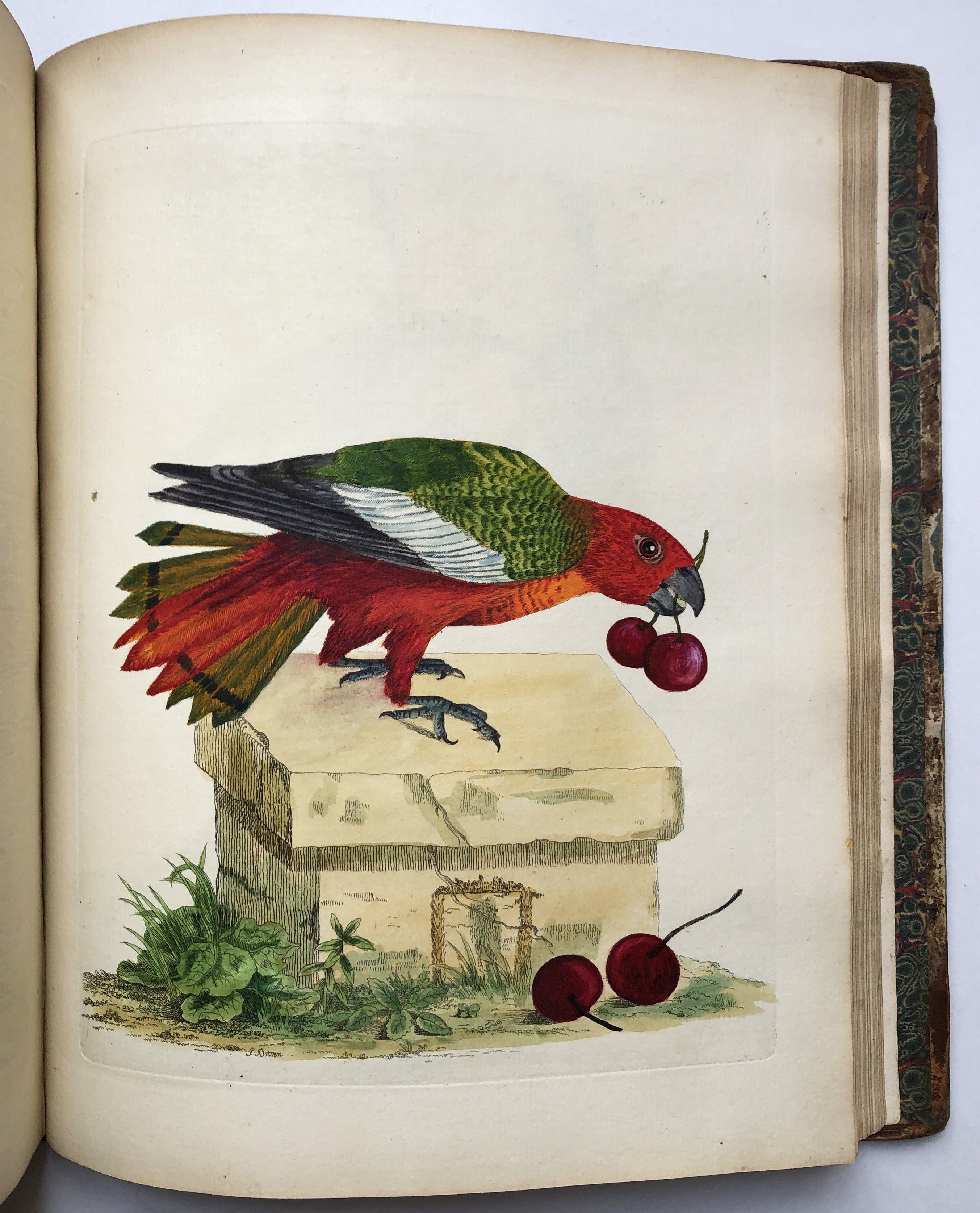 Zoology Pictures George Shaw's "Zoology Of New Holland" (1794) First