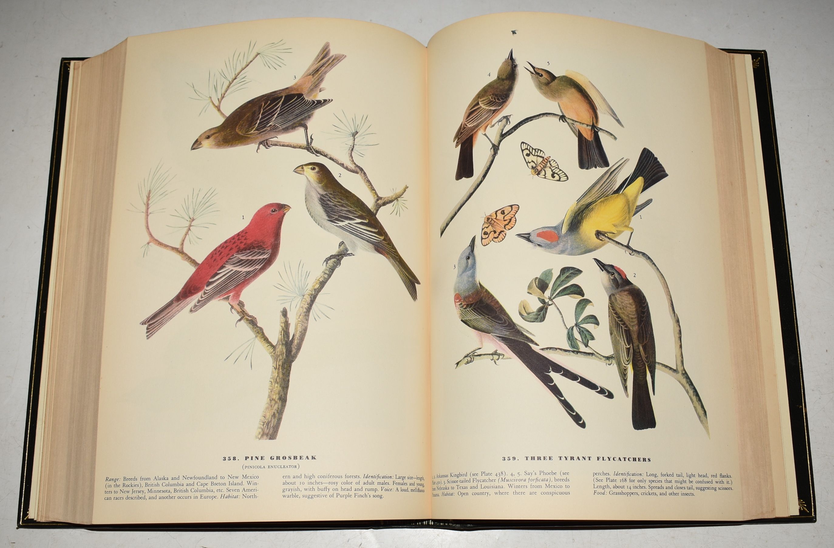 The Birds of America. With an Introduction and Descriptive Text by ...