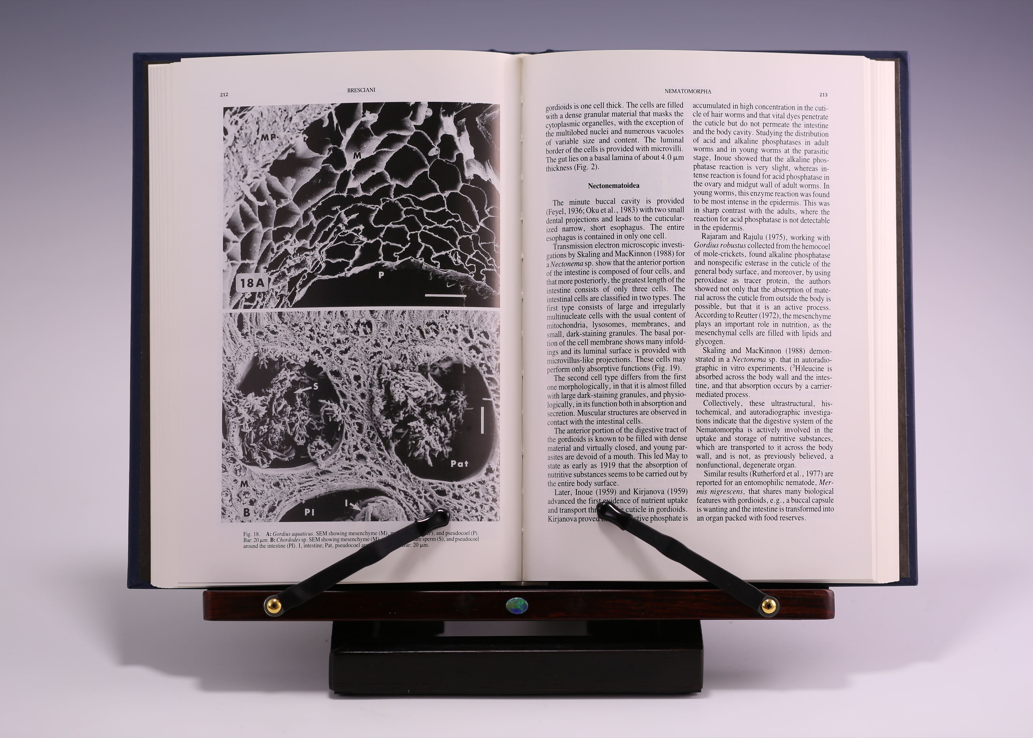 Microscopic Anatomy Of Invertebrates Microscopic Anatomy And