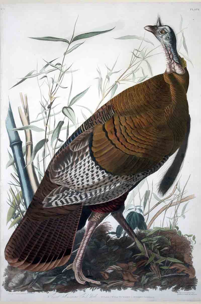 Wild Turkey by Audubon, John James | 1827 | Robert Havell, Jr. | Biblio