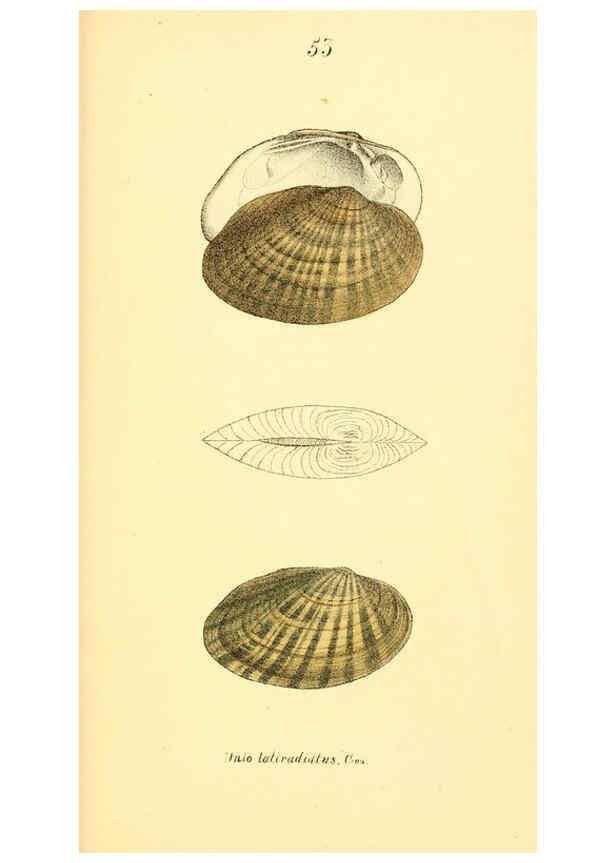 Reproducción/Reproduction 6377452419: Monography of the family Unionidæ ...