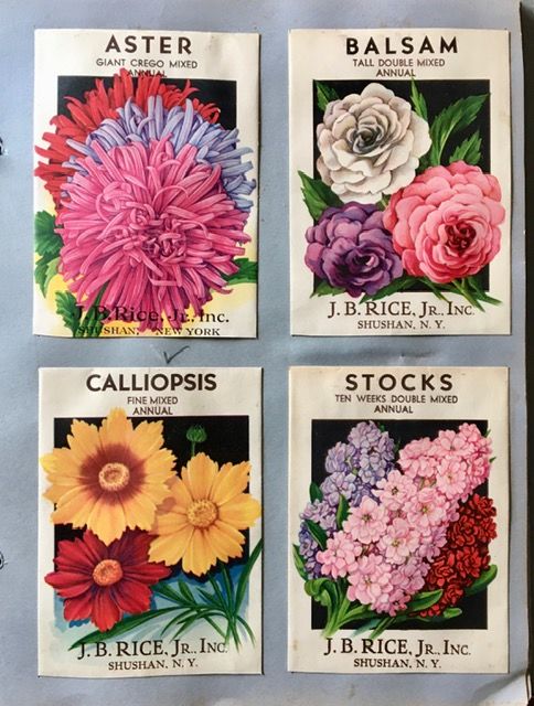 Vegetable & flower seeds from J.B. Rice, Jr., Inc. [Salesman sample ...