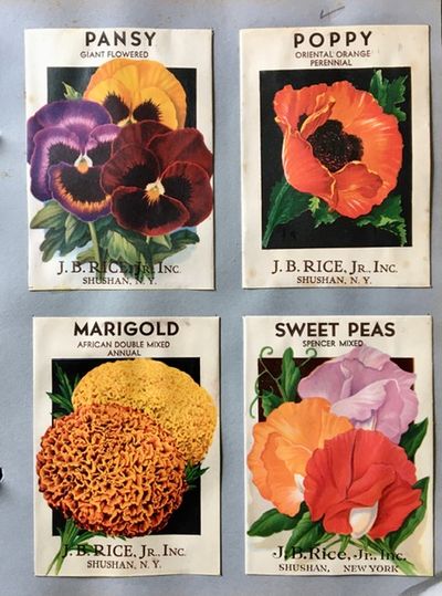 Vegetable & flower seeds from J.B. Rice, Jr., Inc. [Salesman sample ...