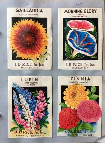 Vegetable & flower seeds from J.B. Rice, Jr., Inc. [Salesman sample ...