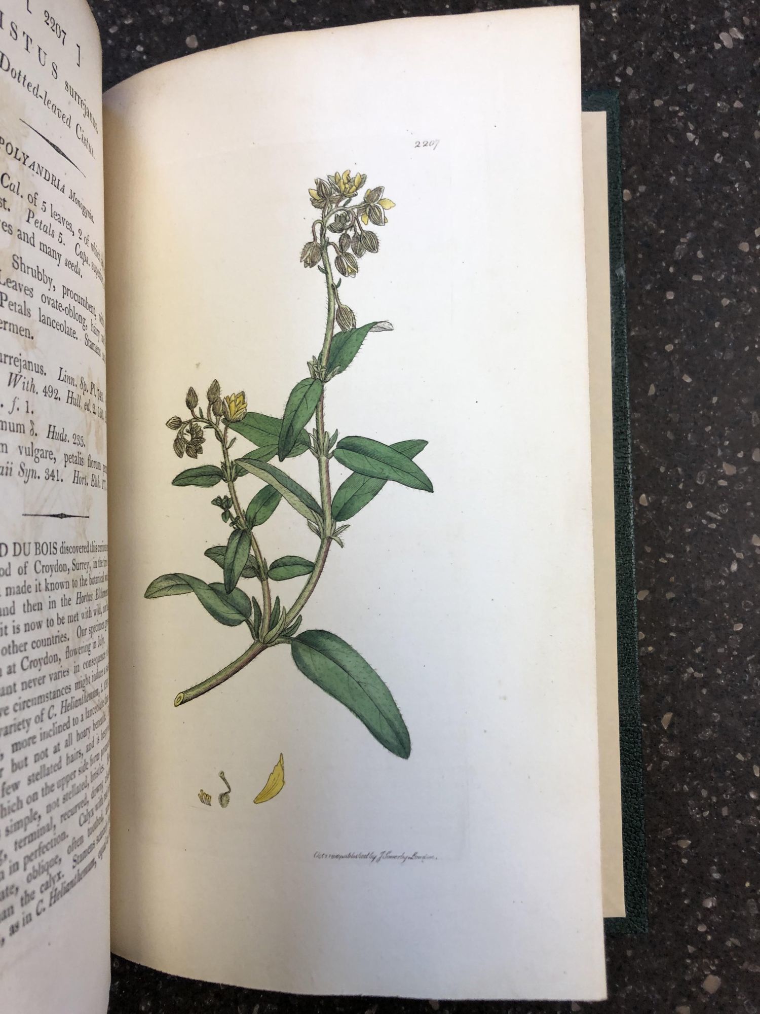 ENGLISH BOTANY; OR, COLOURED FIGURES OF BRITISH PLANTS, WITH THEIR ...