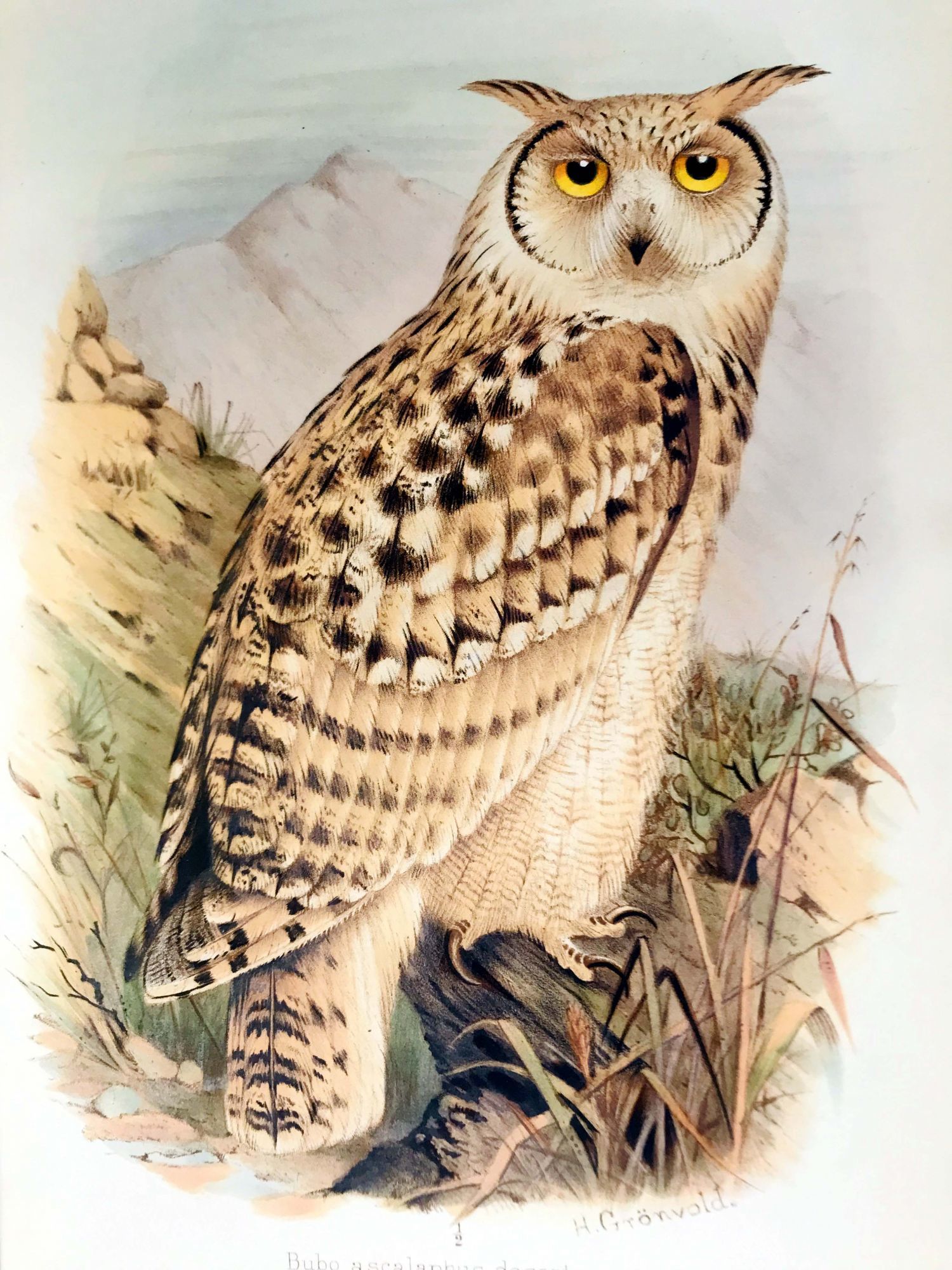The birds of Tunisia by WHITAKER, J.I.S | 1905 | R.H. Porter | Biblio
