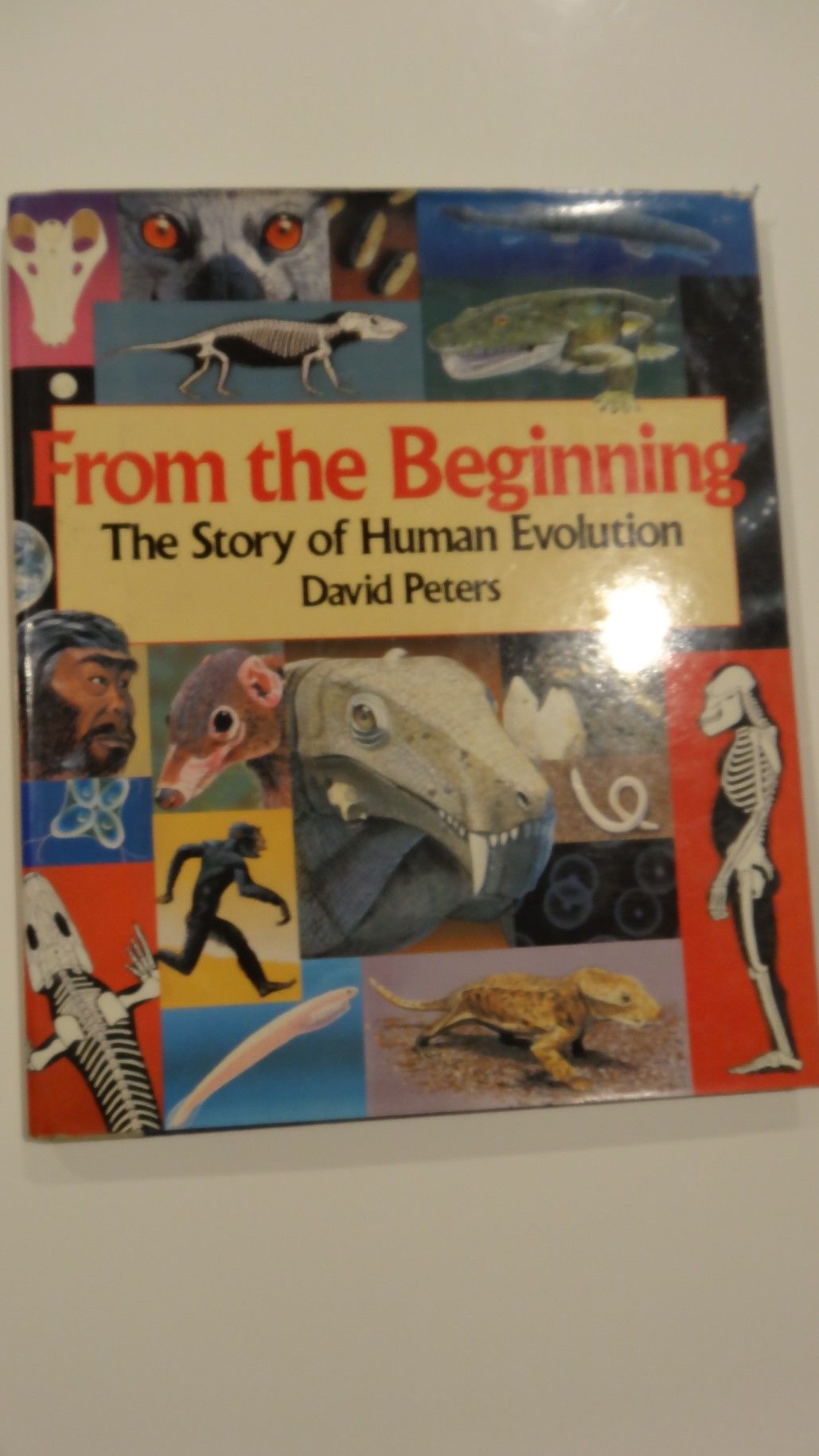 Human Evolution From The Beginning