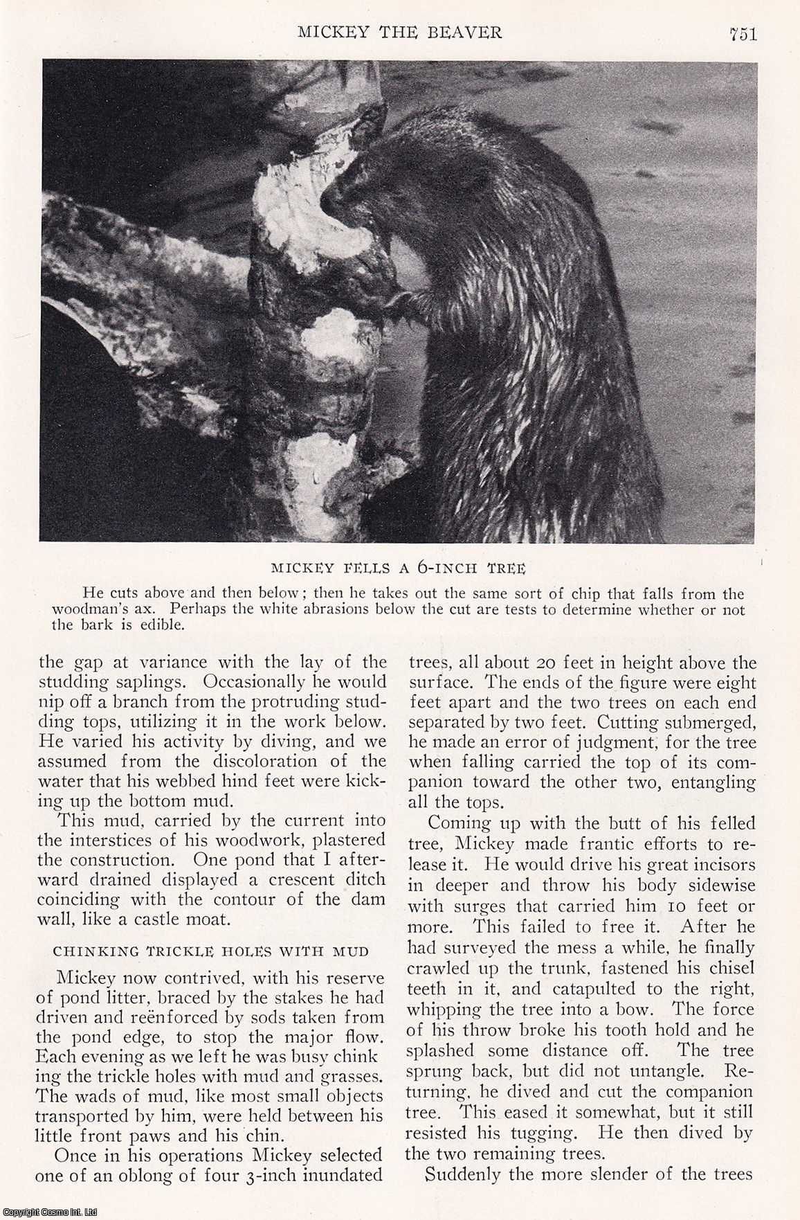 The Beaver A Magazine Of (55 items) - Biblio