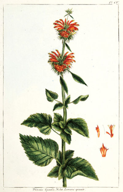 Eden Spinosa