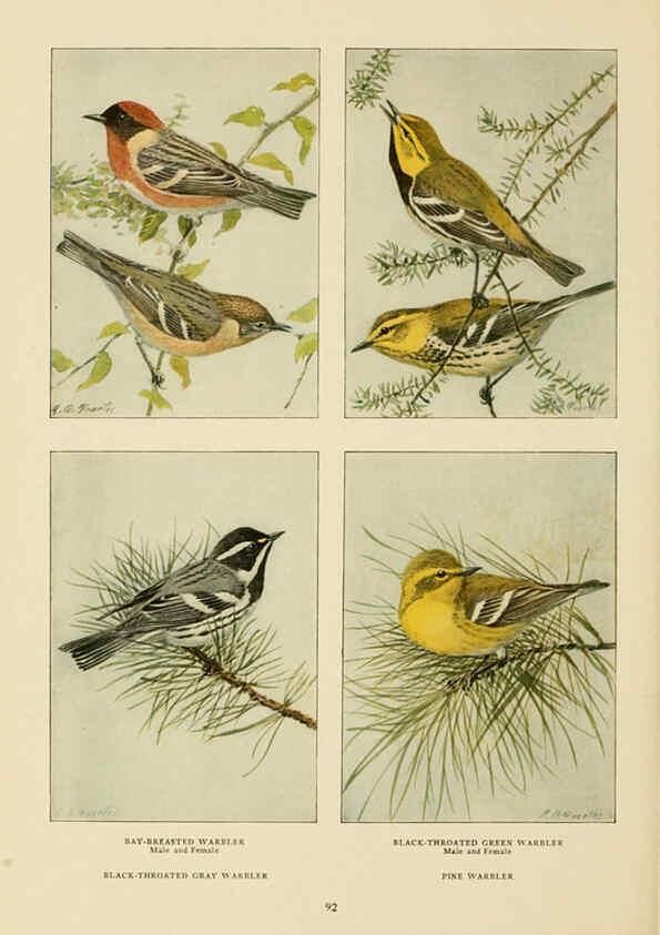 Reproducción/Reproduction 6441666437: The book of birds, common birds ...