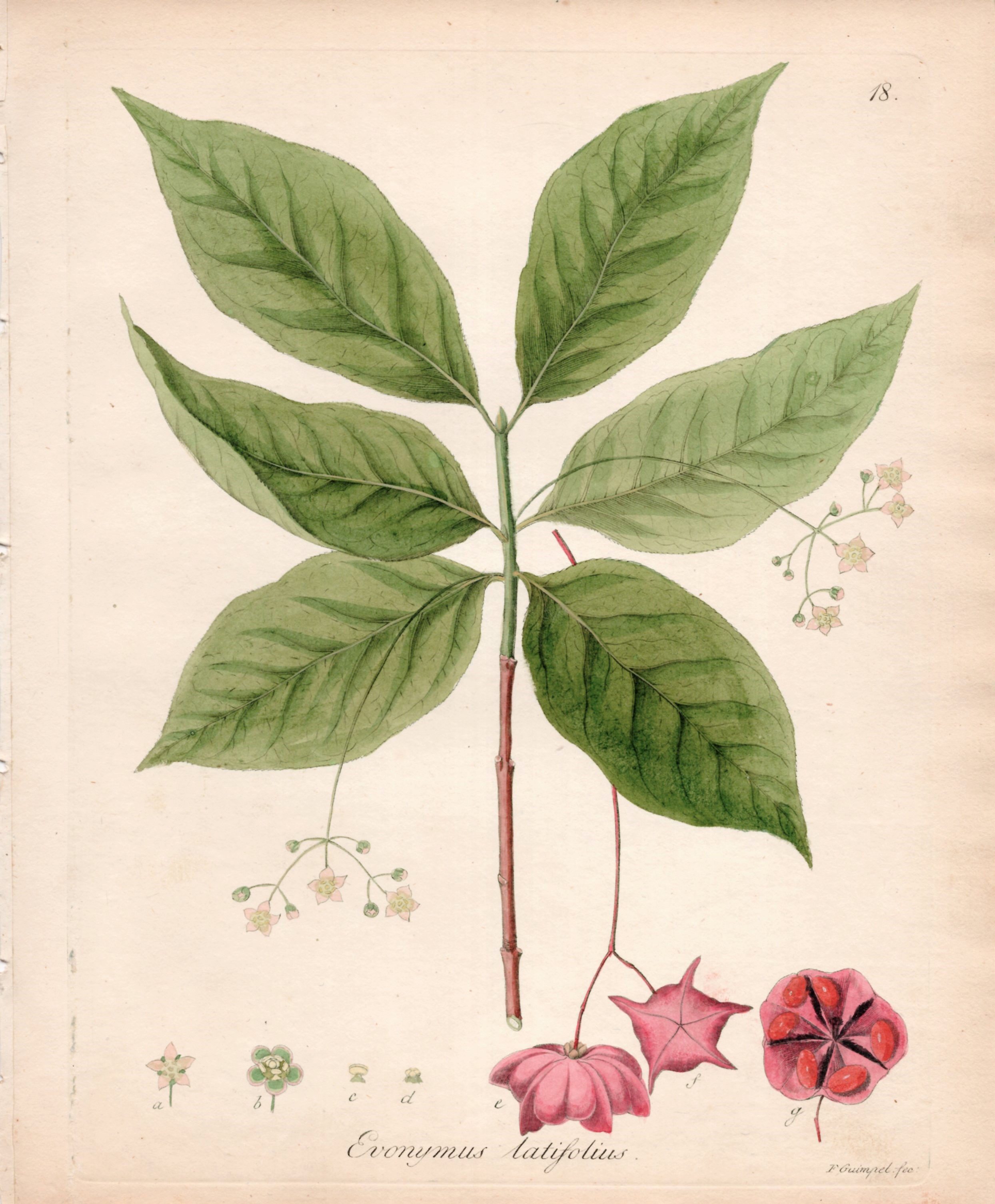 EVONYMUS LATIFOLIUS [Large Leaf Spindle] by Guimpel, Friedrich | 1803 ...