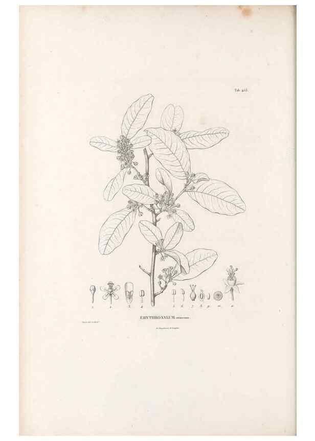 BIBLIO | Reproducción/Reproduction 49521915432: Nova genera et species ...