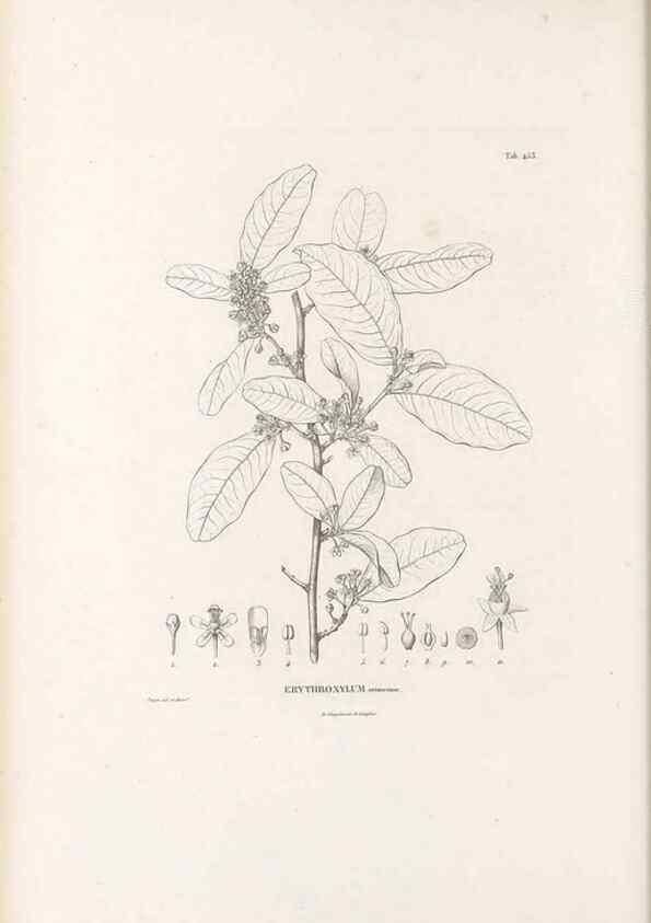 BIBLIO | Reproducción/Reproduction 49521915432: Nova genera et species ...