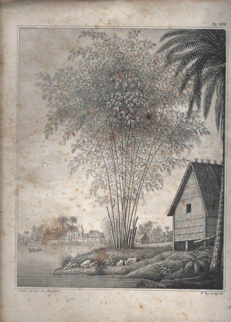 Bambuseas Monographice Exponit by Ruprecht, Franz Joseph | Paperback ...